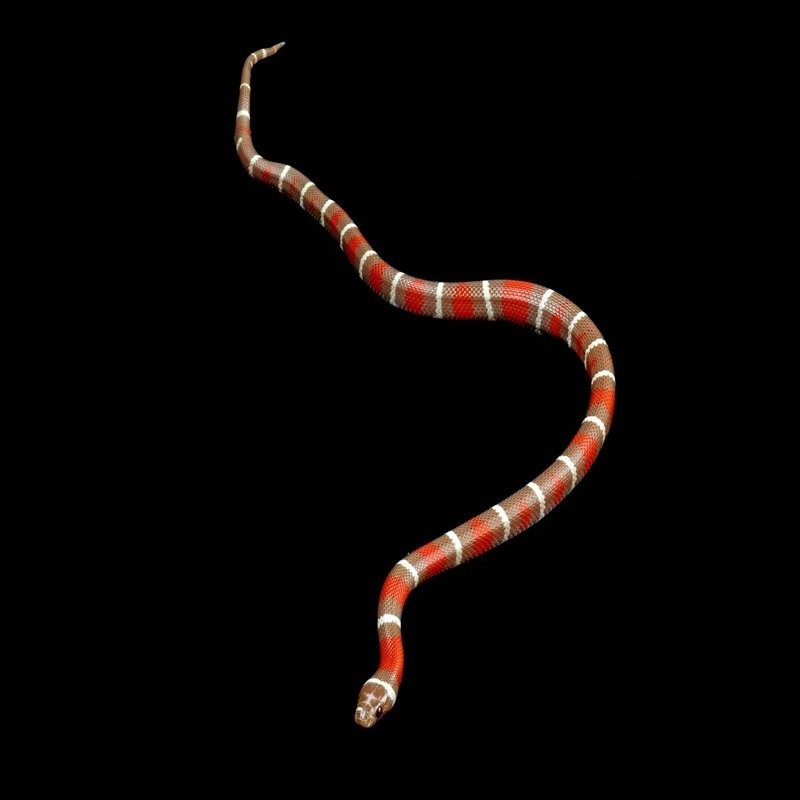 Venda de Cobras King Snake Legalizadas: Descubra Características ...